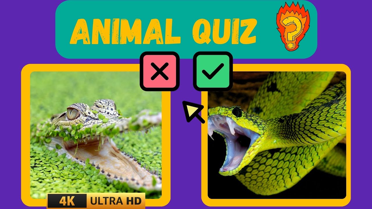 Guess the Animal in 3 Seconds! Hard Animal Quiz Challenge for Kids ...