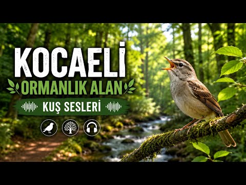 KOCAELİ ORMANLIK ALAN KUŞ SESLERİ - SAMANLI DAĞLARI - ORMANYA - KARTEPE