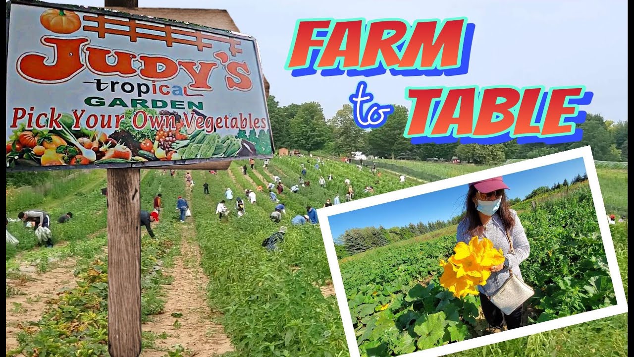 Judy's Farm || Farm to Table - YouTube