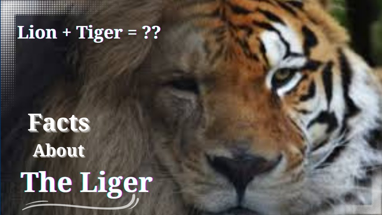 The Liger Facts || Interesting Facts About Ligers - YouTube