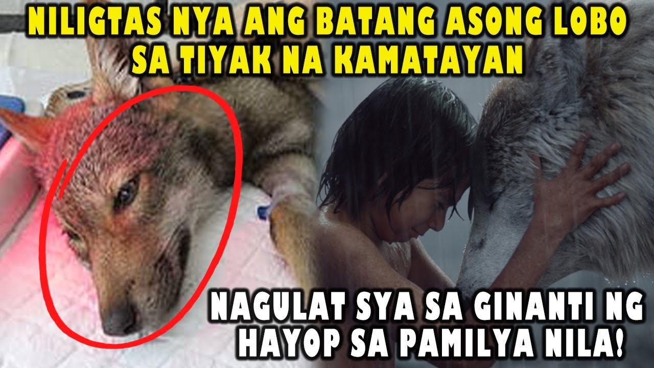 Walang Malay ang Bata na Asong Lobo pala ang Kanyang Niligtas! - YouTube