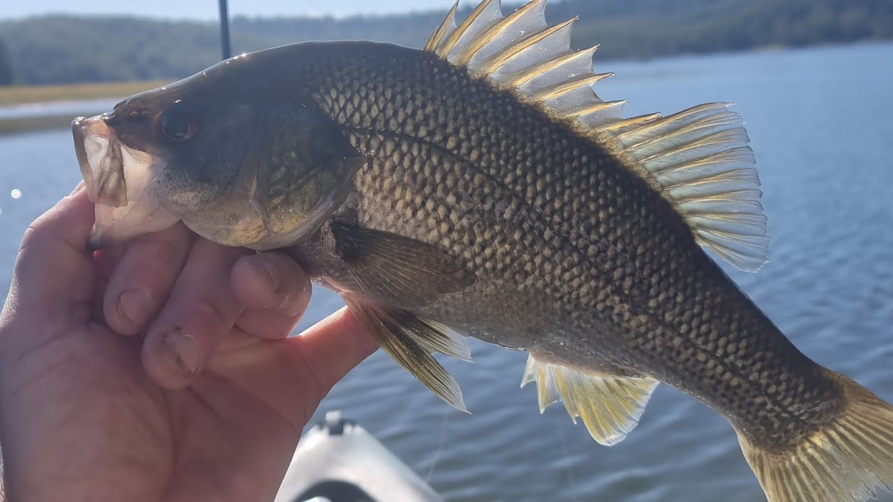 bass fishing at Lake baroon Sunshine Coast hinterland, Maleny ...
