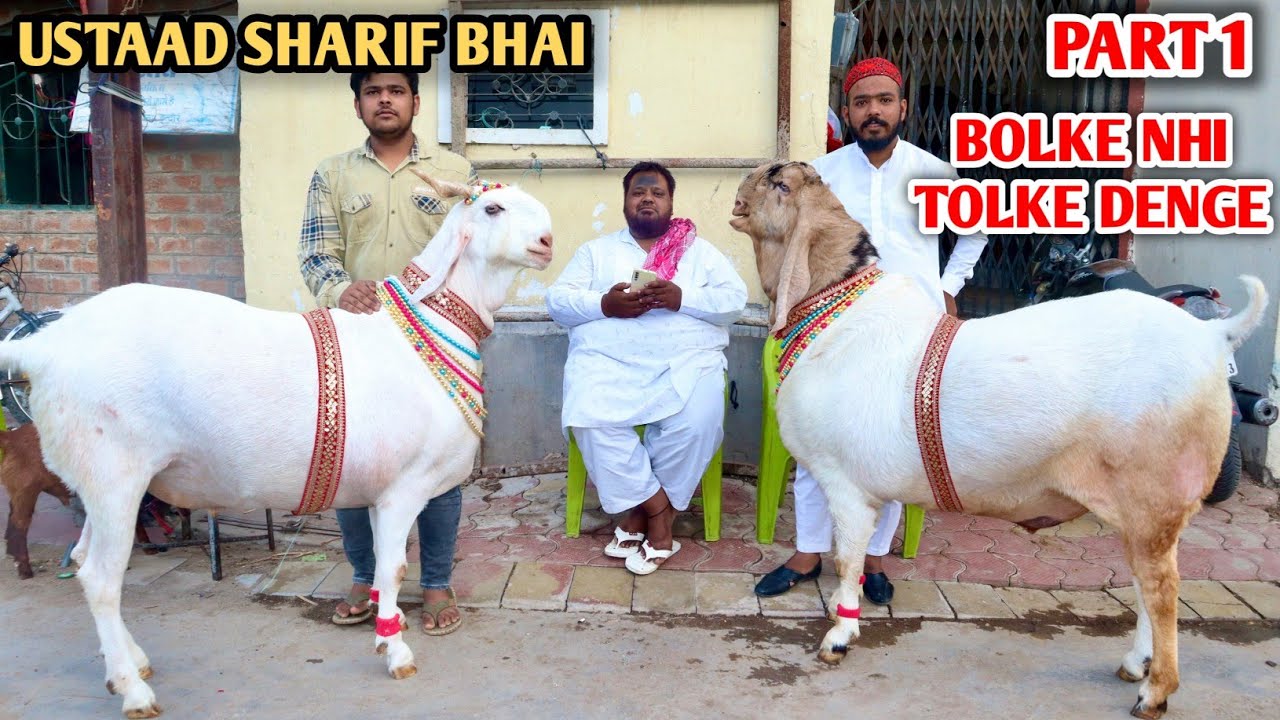 Ustaad Sharif Bhai Present Heaviest Khassi Goat's Bolke Nahi Tolke ...