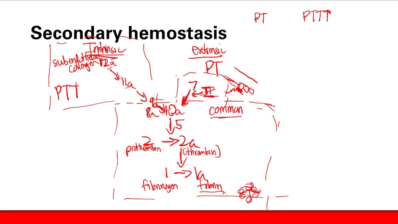 Hemostasis | Hematology | Step 1 Simplified - YouTube