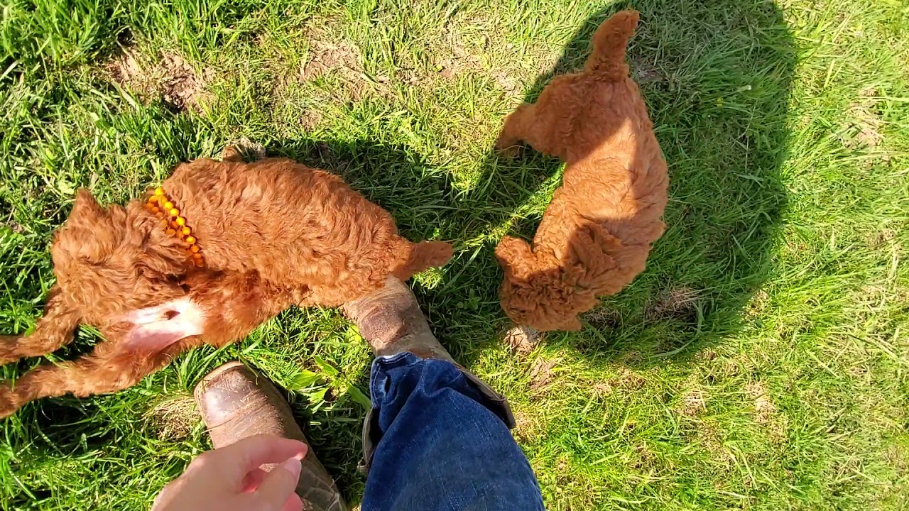 Playful poodle puppies! - YouTube
