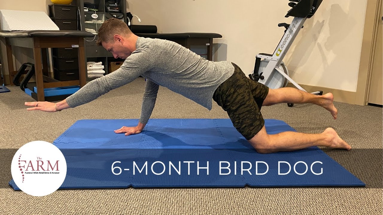 DNS 6-Month Bird Dogs (Dynamic Neuromuscular Stabilization) - YouTube