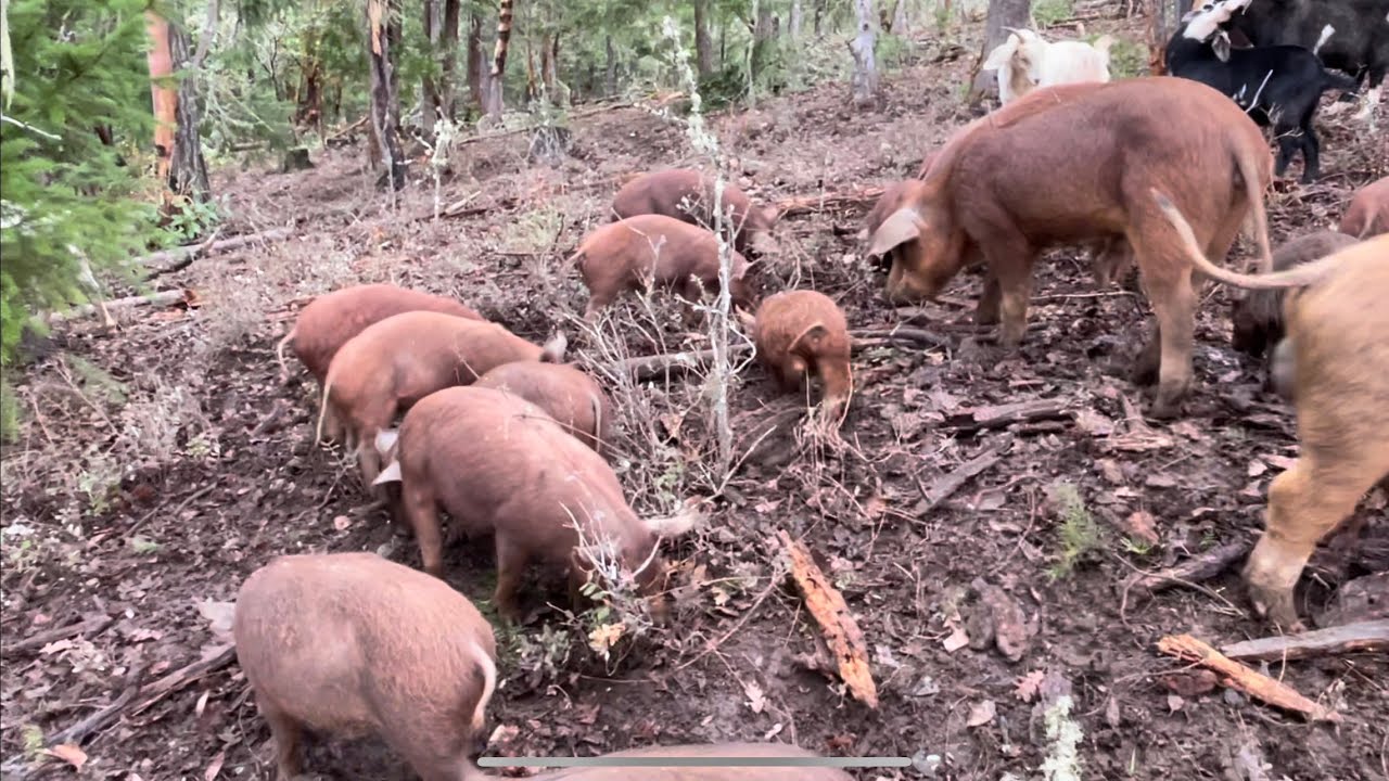 Did I mess up putting my pigs on my Pasture? - YouTube