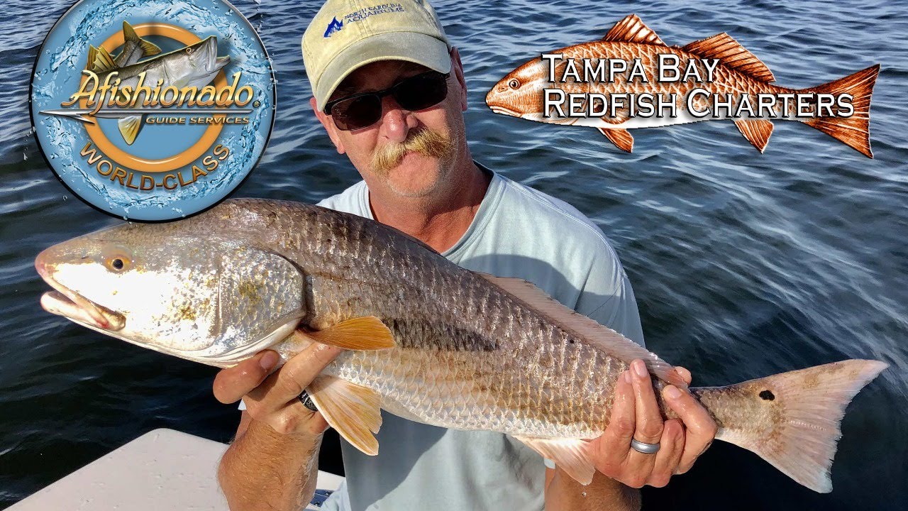 (813) 286-3474 Inshore Redfish Charters Tampa FL - Book Online Redfish ...