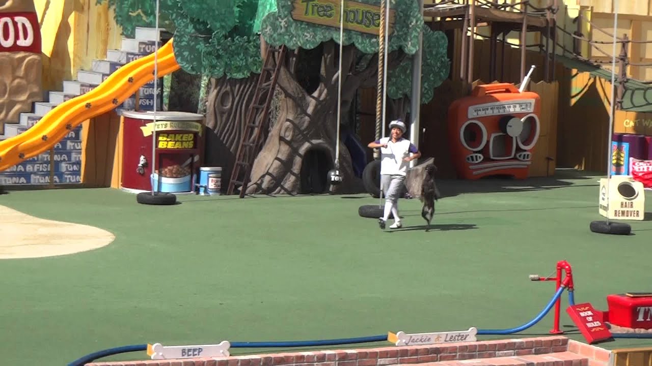 PETS RULE SHOW SEAWORLD SAN DIEGO 2013 - YouTube
