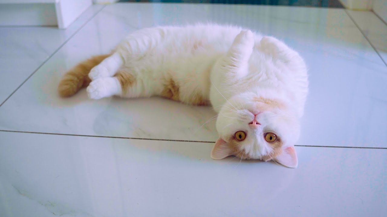 Standard lying posture - YouTube