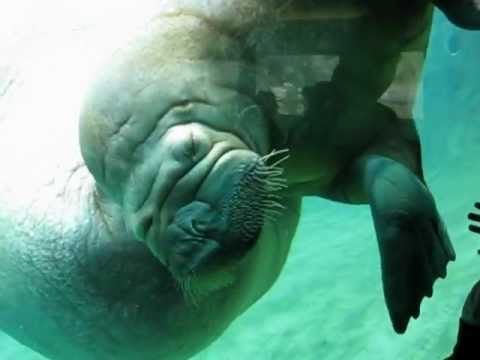 Walrus Love 1 - YouTube