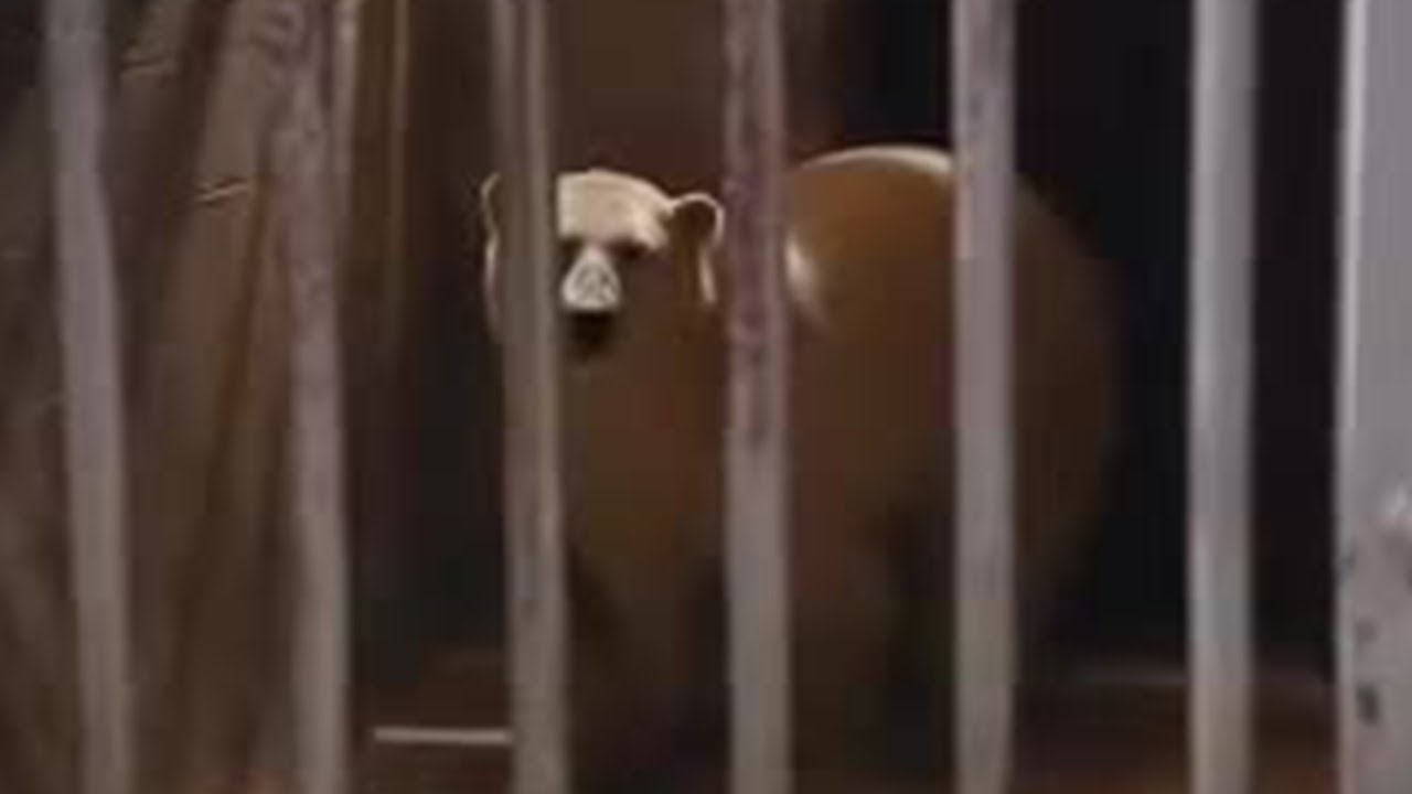 Freedom from Bear Jail | Vets in the Polar Bear Wild | BBC Studios ...