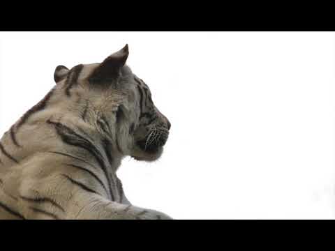 Tigers amazing 4k video best for status |Tiger 4k Whatsapp Status #Animals#tigers