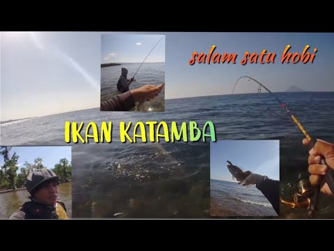 wow hampir bonjos akhirnya dapat sambaran ikan katamba mancing casting ...
