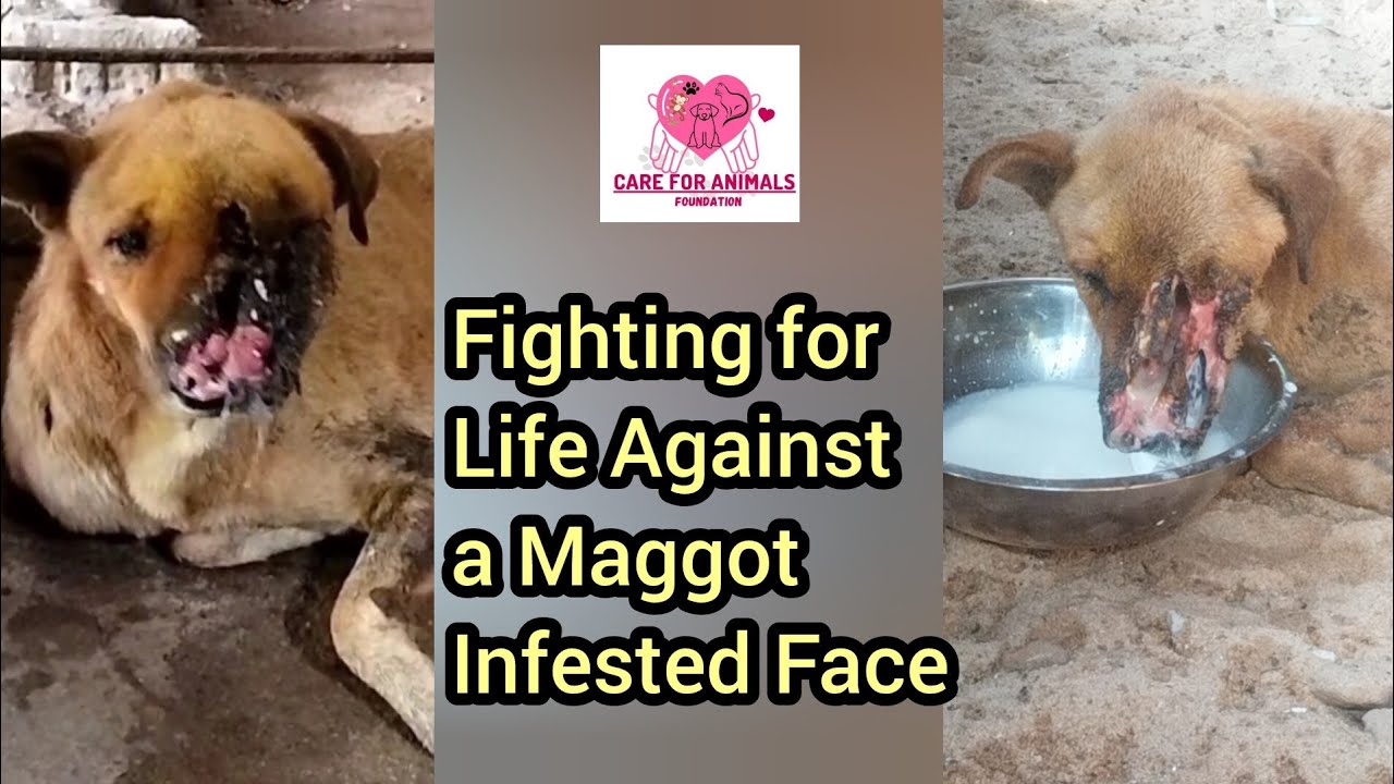 Fighting for life against a maggot infested face #cfa #rescueddog # ...