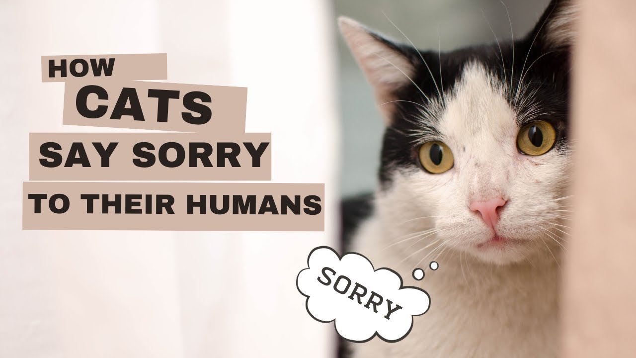 CATS Apologizing: How Cats Say Sorry to Their Humans (Surprising ...