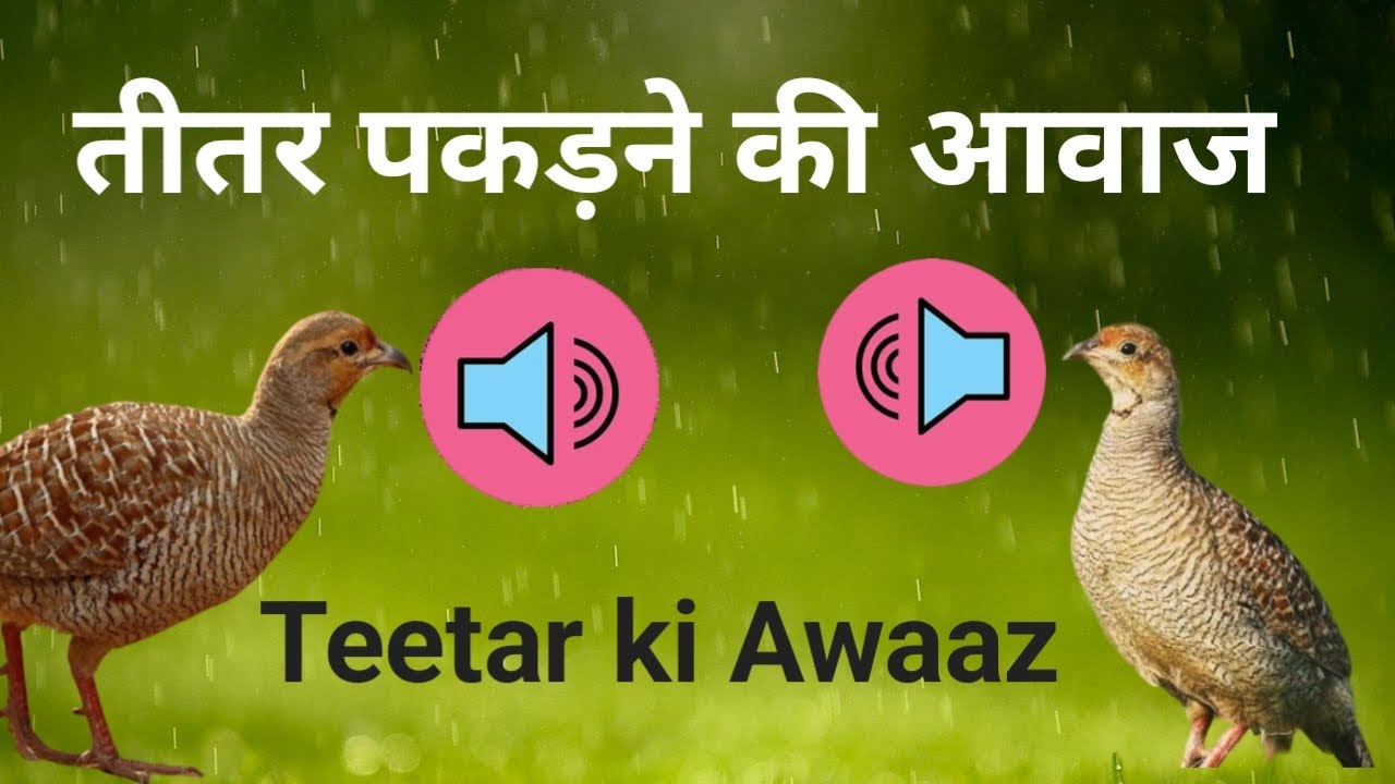 Teetar awaz teetar voice gray francolin teetar sound female teetar ...