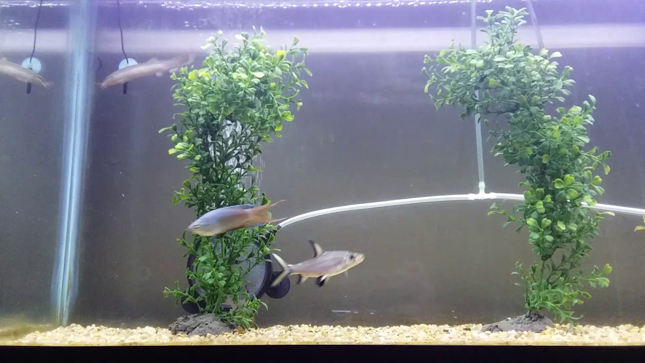 Molly Fish Tank, Dojo Loach, Bala Sharks, Blue Paradise Gourami - YouTube