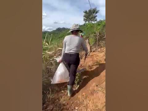 mus tso ntsev pem teb ntoo yas os - YouTube