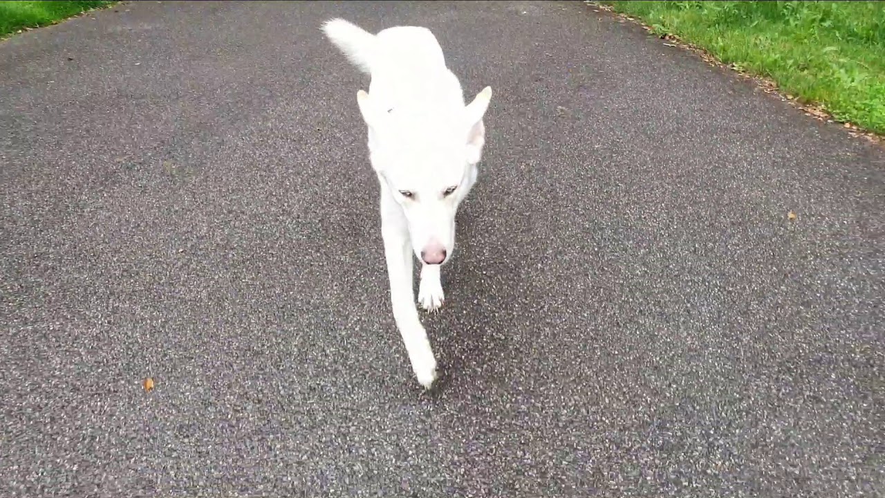 White Husky Mix