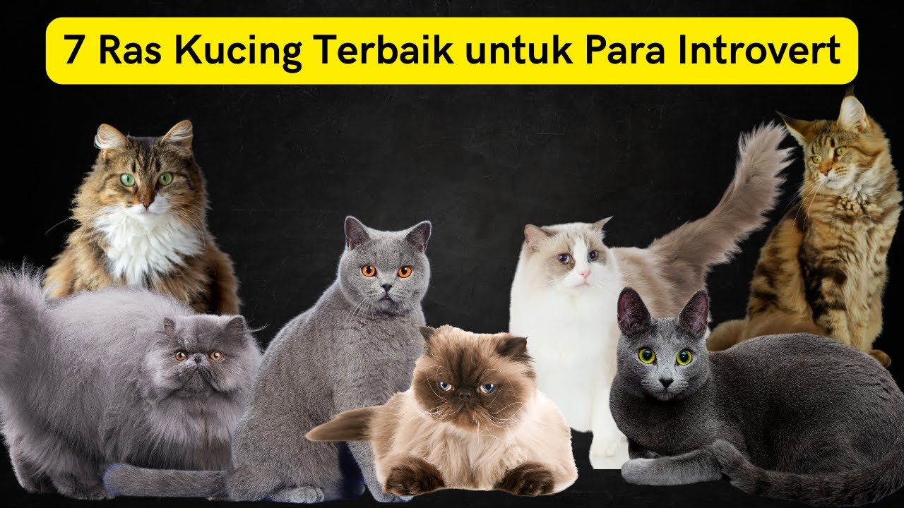 7 Ras Kucing Terbaik untuk Para Introvert / The 7 Best Cat Breeds for ...