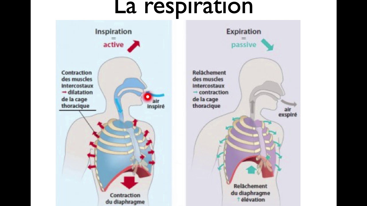 SNC2D-Unité 3 Leçon 8-Le système respiratoire - YouTube