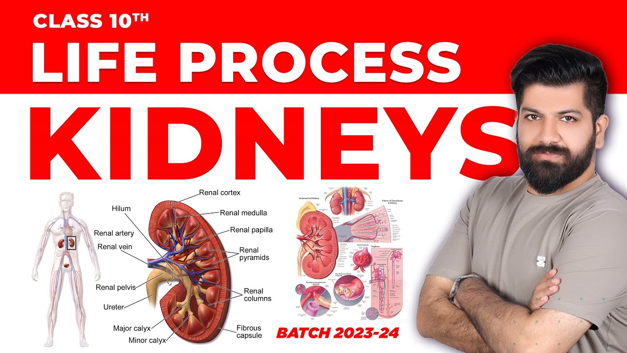 kidneys | Excretory System in Humans | CBSE Class 10 Science (Biology ...