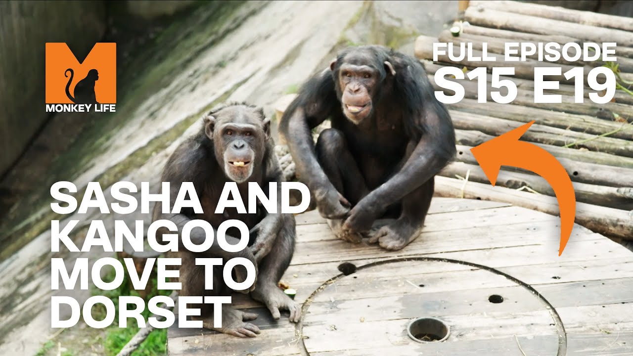 Rescuing Sasha and Kangoo | Season 15 Episode 19 | Full Episode | Monkey Life - YouTube