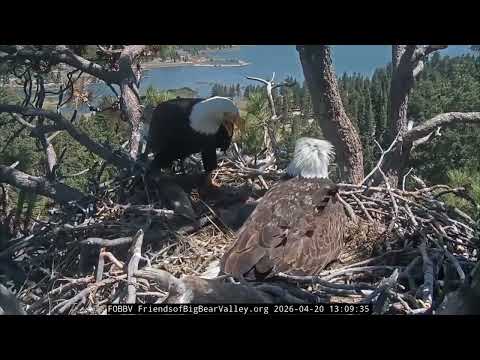 See Jackie fly to the nest with a big fish | 4.20.26