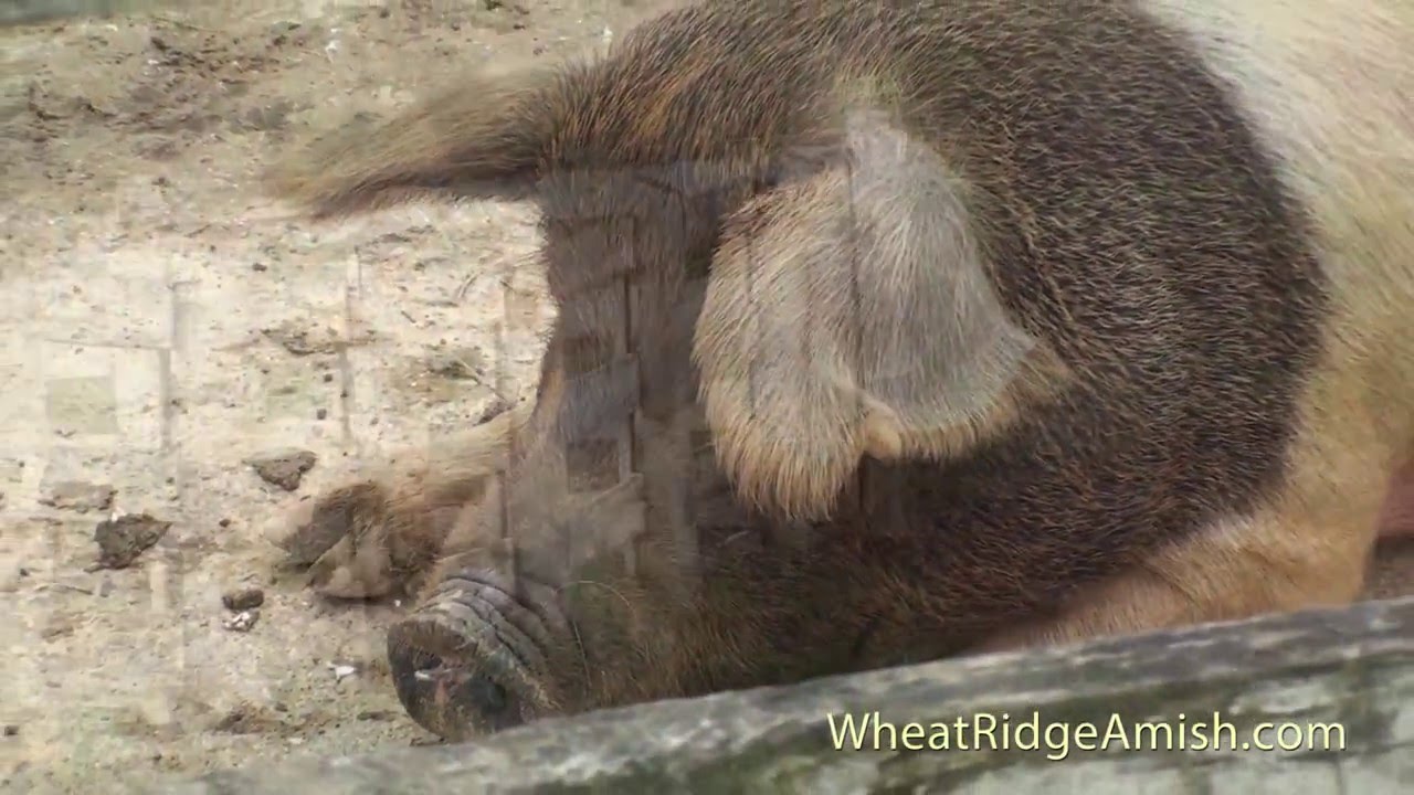 Hogs on Amish Farm - YouTube