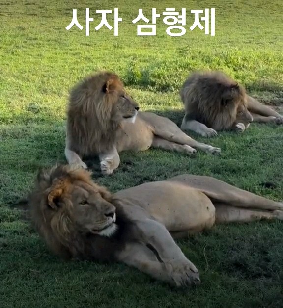 사자 삼형제의 망중한 #rion #animal #구독 - YouTube