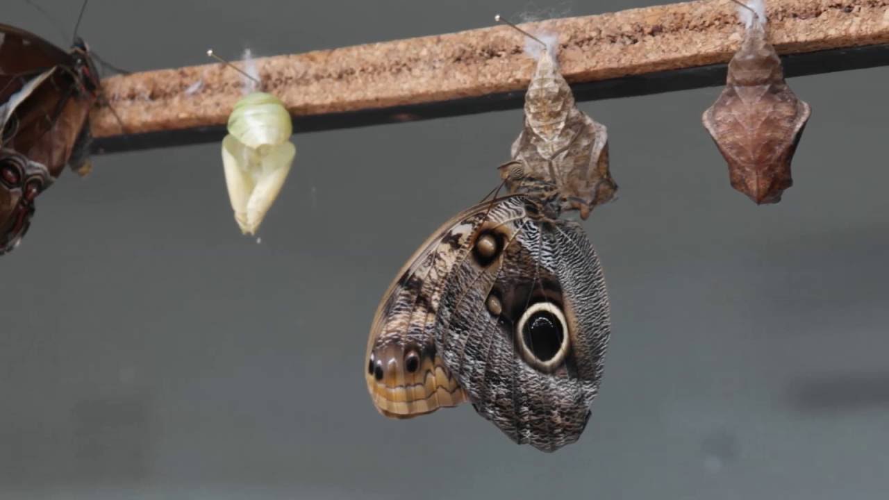 Mariposario de Benalmádena - Butterfly Park 2016 - YouTube