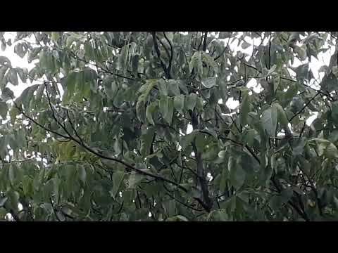 08 09 2025 MAŞAALLAH YAĞMUR YAĞIYOR ÇOK GÜZEL BİR ŞEKİLDE. (SESSİZ)