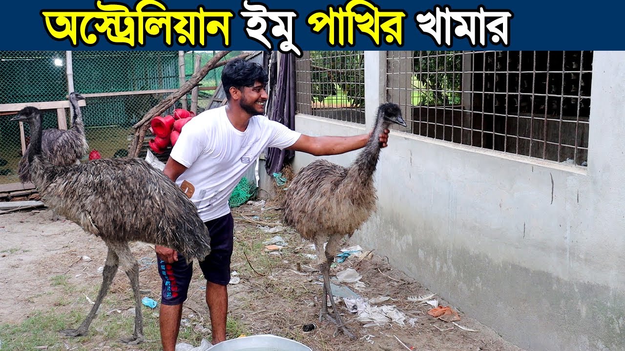 অস্ট্রেলিয়ান ইমু পাখির খামার করে সফল কুমিল্লার শাহ আলী।Imo Pakhi ...