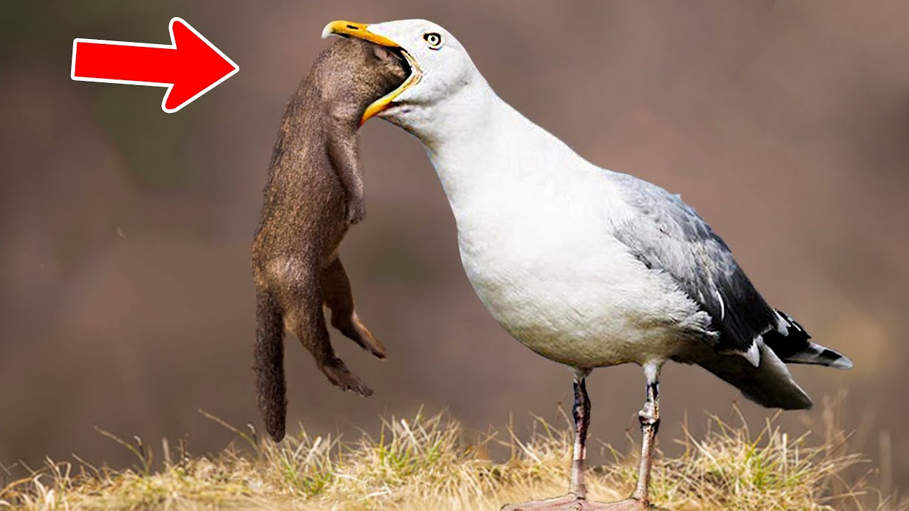 Hungry Birds Shockingly Swallowing Their Prey On Camera - YouTube