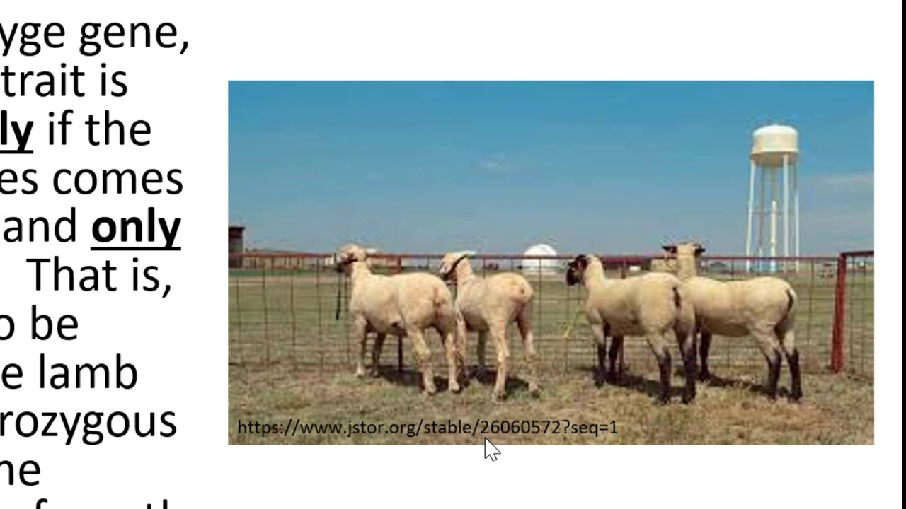 Callipyge (4th Video) - YouTube