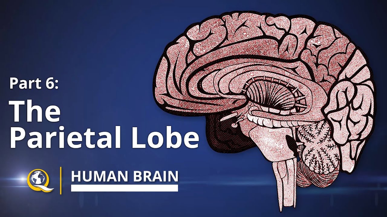 Parietal Lobe And Its Body Parts