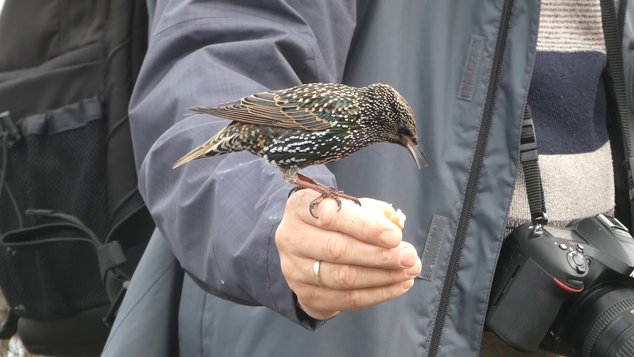 Hand feeding Starlings - YouTube