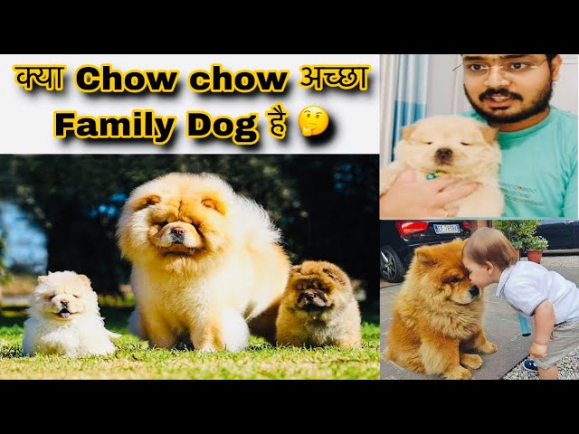 Chow Dog Family Chow Chow Dog Breed: Care & Characteristics