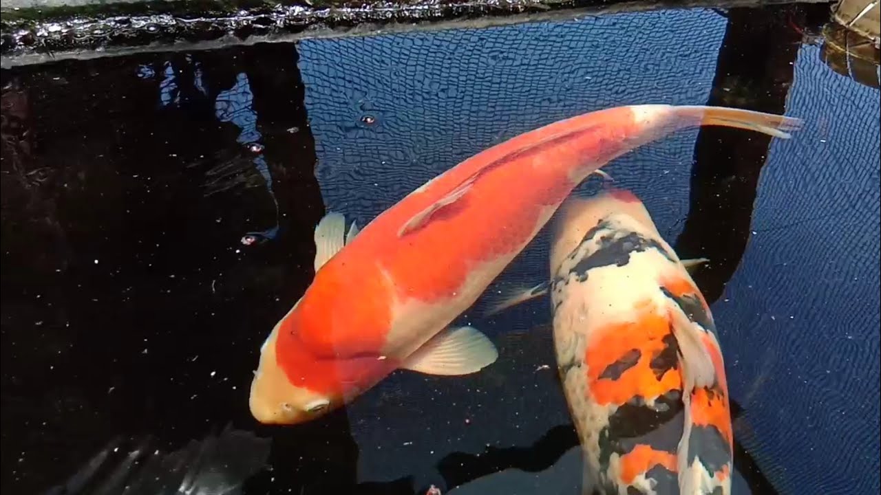 DIY KOI POND KOI FISH KOHAKU JUMP UPDATE - YouTube