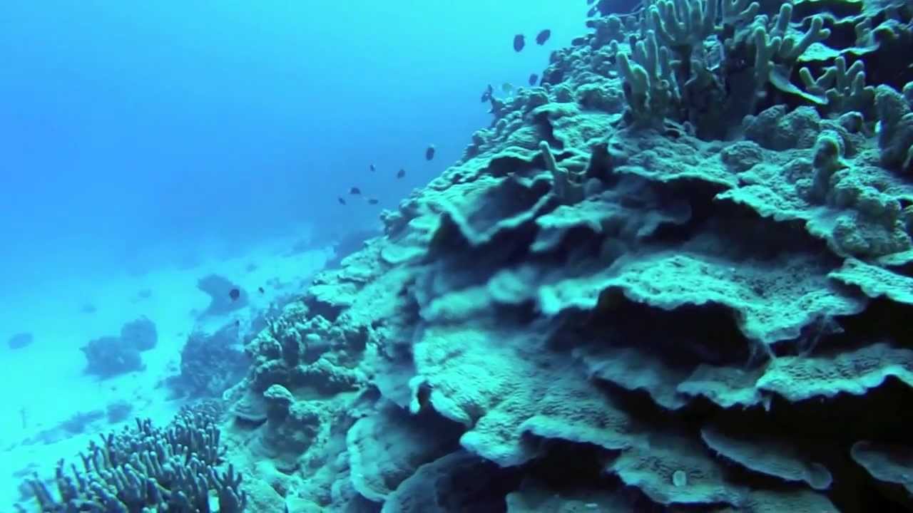 Diving/Snorkeling Two-Step - Kailua Kona - YouTube