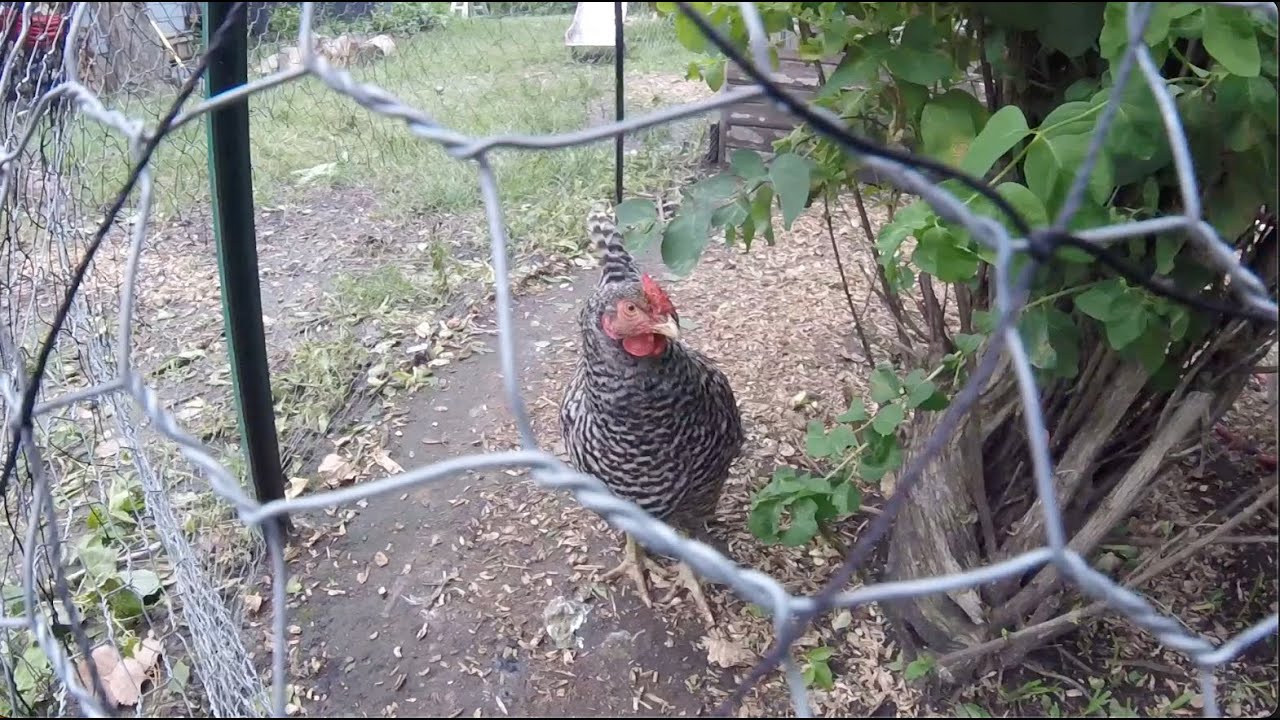 Joe's Chicken Experience - YouTube