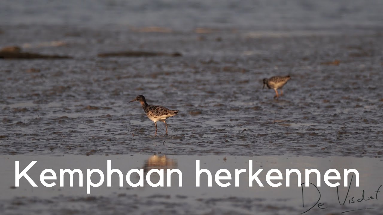 Kemphanen herkennen / Ruffs #307 - YouTube