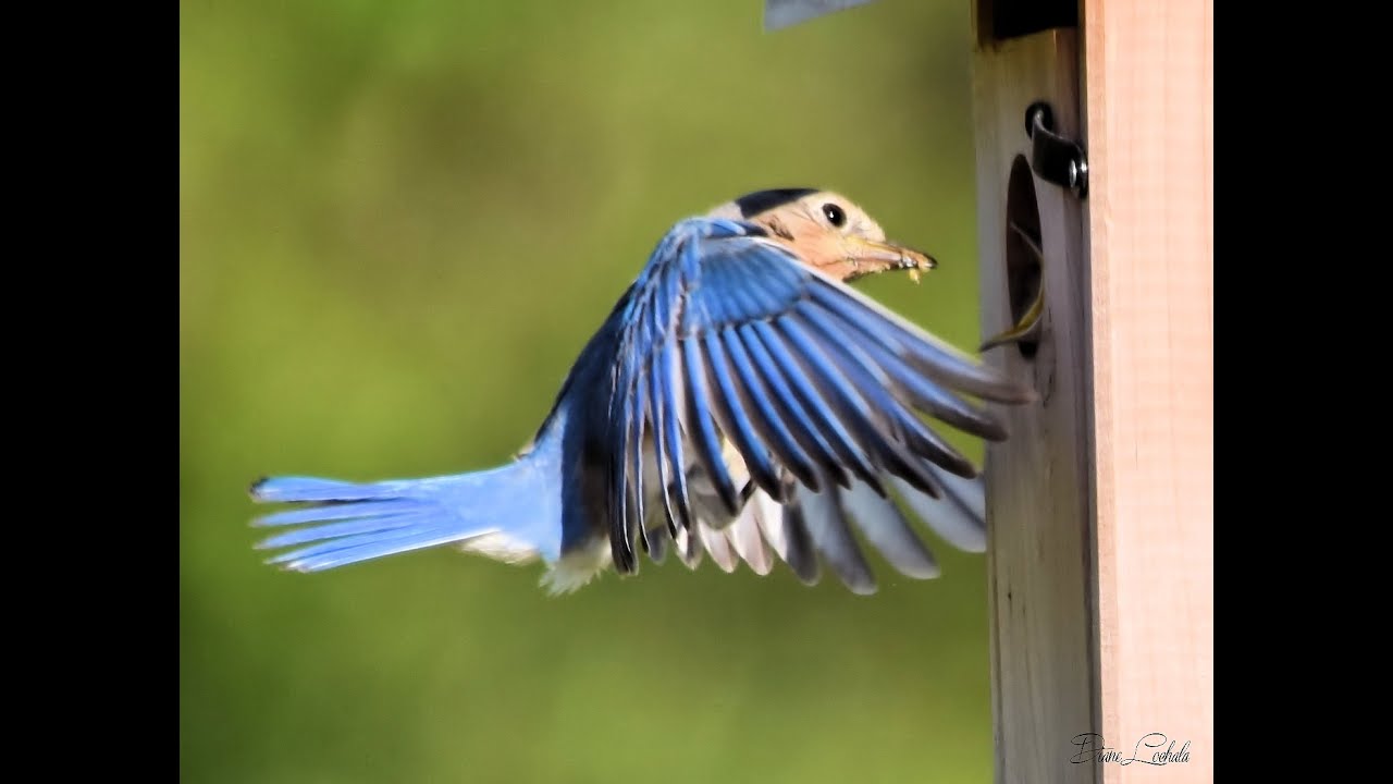 First Bluebird Fledging 4 2023 - YouTube