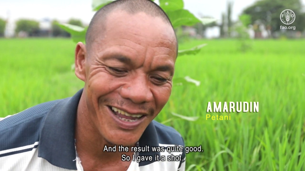 FAO's Regional Rice Initiative (RRI) - Indonesia - YouTube