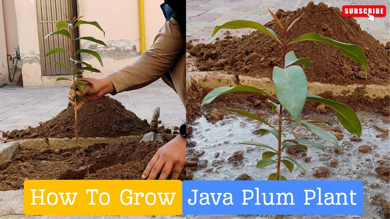How To Grow Java Plum Tree In Garden | How To Grow Java Plum Plant | How To Grow Jamun At Home ...
