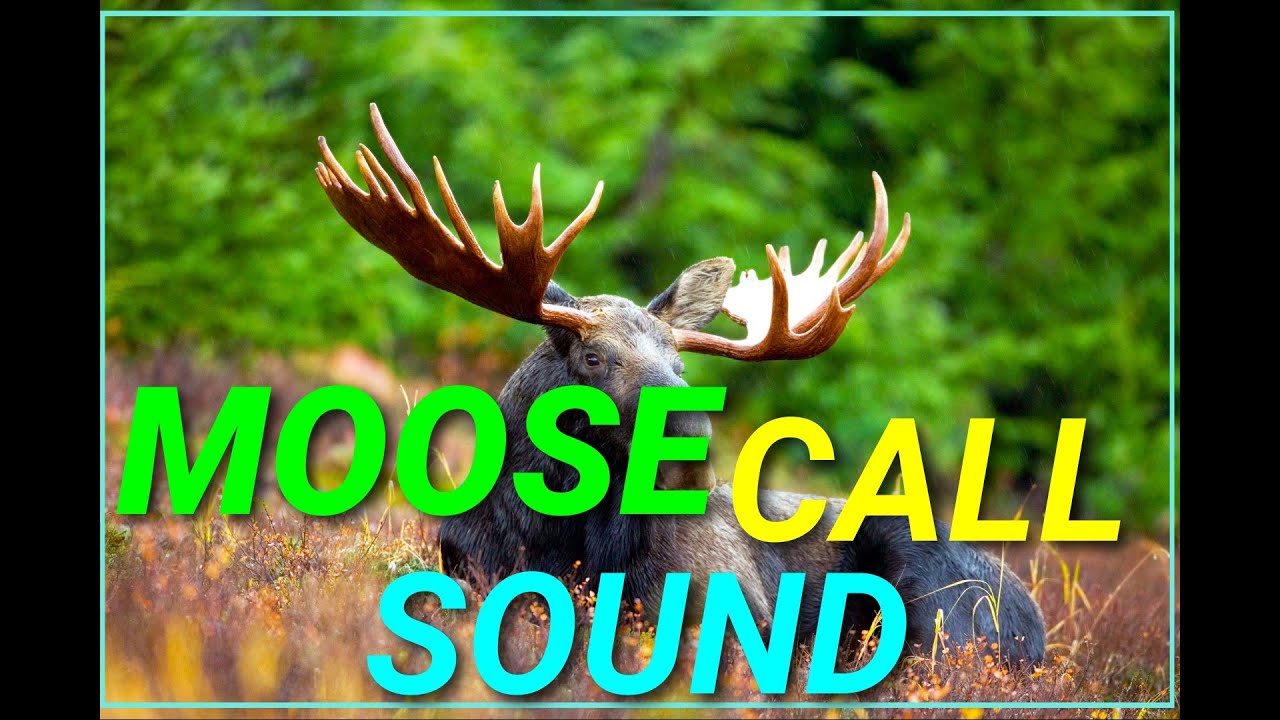 Moose Call sound effect | Hunt | Animal kingdom Planet | Discovery ...