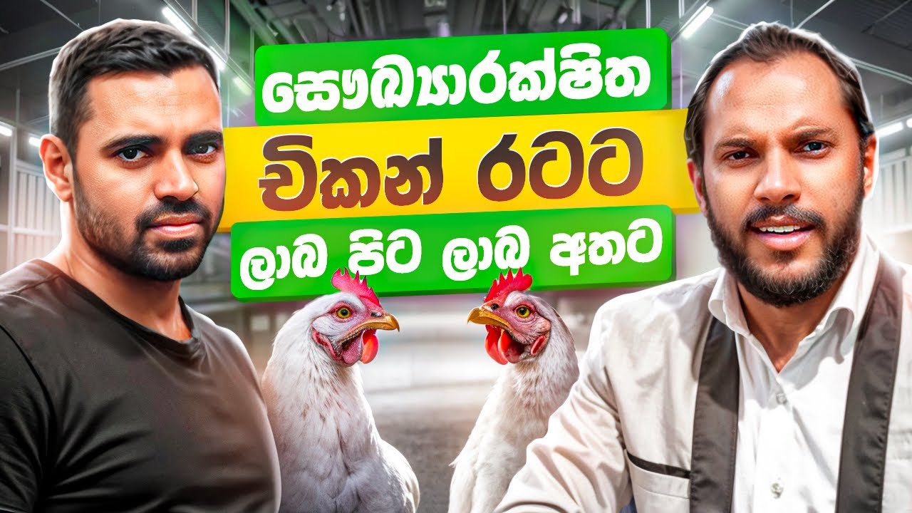 අතට සල්ලි මවන බ්‍රොයිලර් කුකුළු පාලනය | Milmolac | Broiler Chicken ...