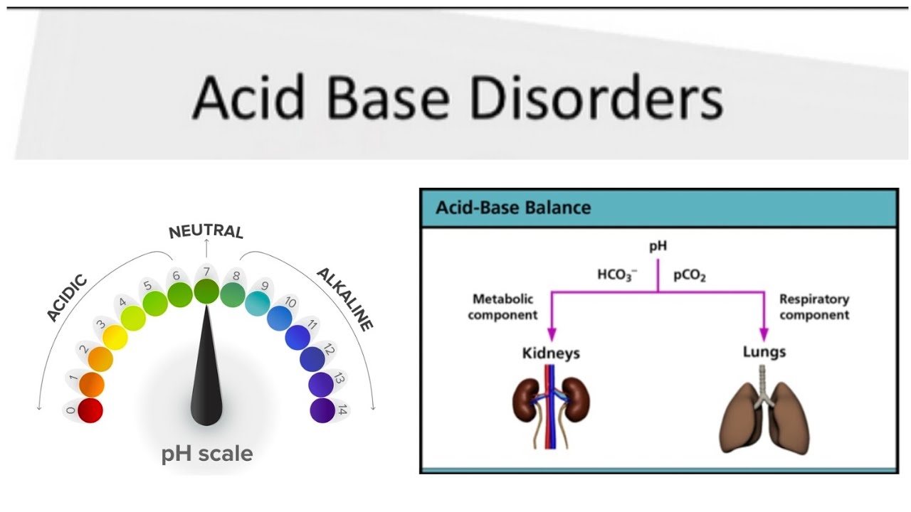 Acid Base Disorders 1 | Metabolic Acidosis & Alkalosis - YouTube