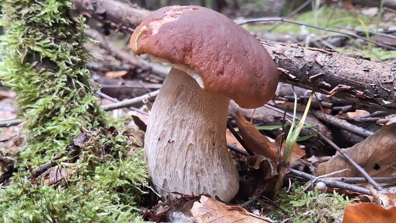 Piękne borowiki szlachetne i wielki wysyp podgrzybków! grzyby 2024 ...